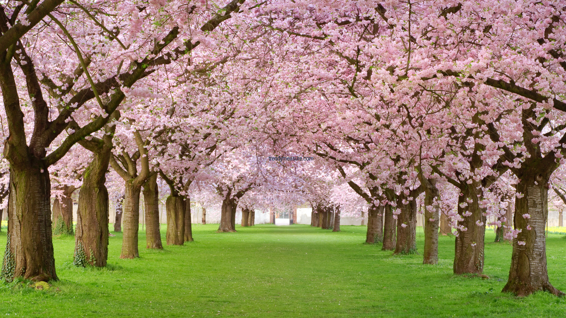 Exploring the Enchantment of Cherry Blossom